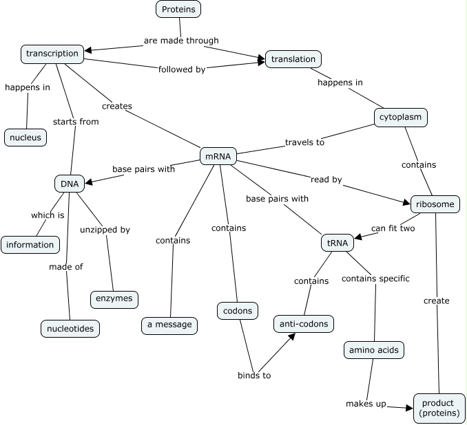 Protein Synthesis - How are proteins formed